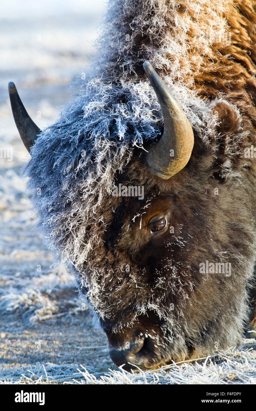 Wyoming, Yellowstone National Park, Frost covered Bison Cow in geyser ...