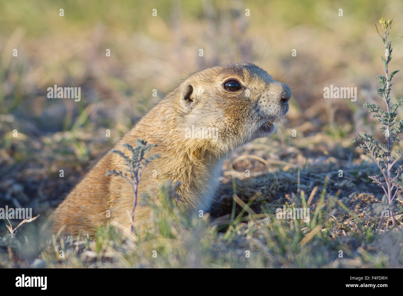 Wyoming, Sublette County, White-tailed Prairie Dog barking from burrow ...