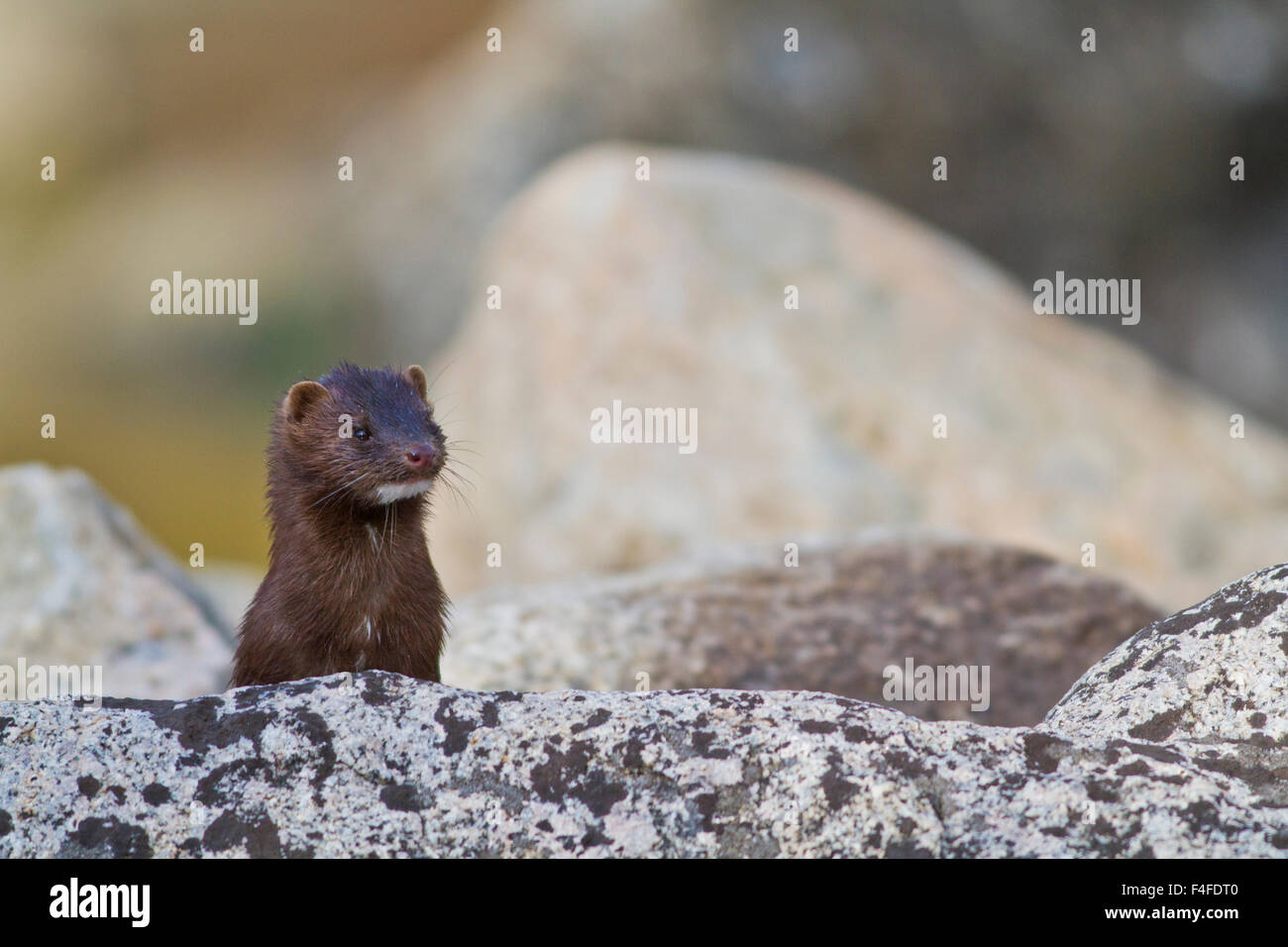 Wyoming, Sublette County, American Mink in rocks along creek Stock ...