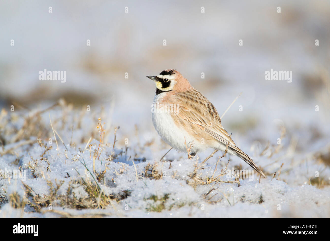 Wyoming, Sublette County, Horned Lark sitting in snow on early spring ...