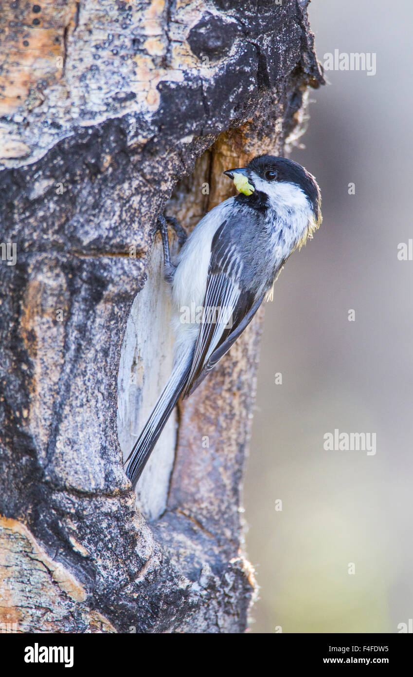 Wyoming, Sublette County, Black-capped Chickadee with insect at nest ...