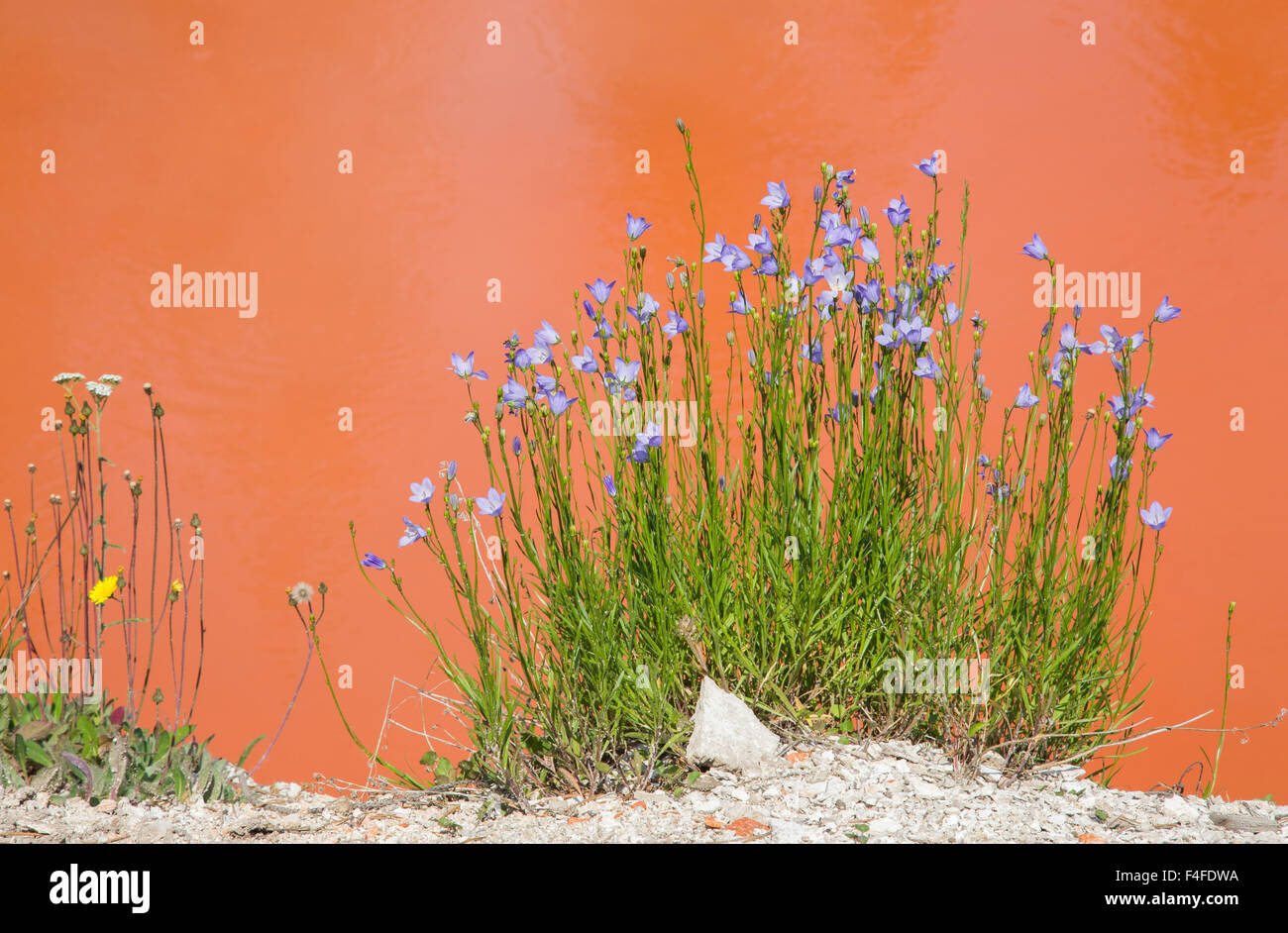 Wyoming, Yellowstone National Park, Harebell flowers blooming beside ...
