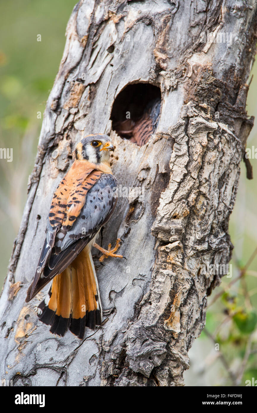Wyoming, Sublette County, American Kestrel male at nest cavity Stock ...