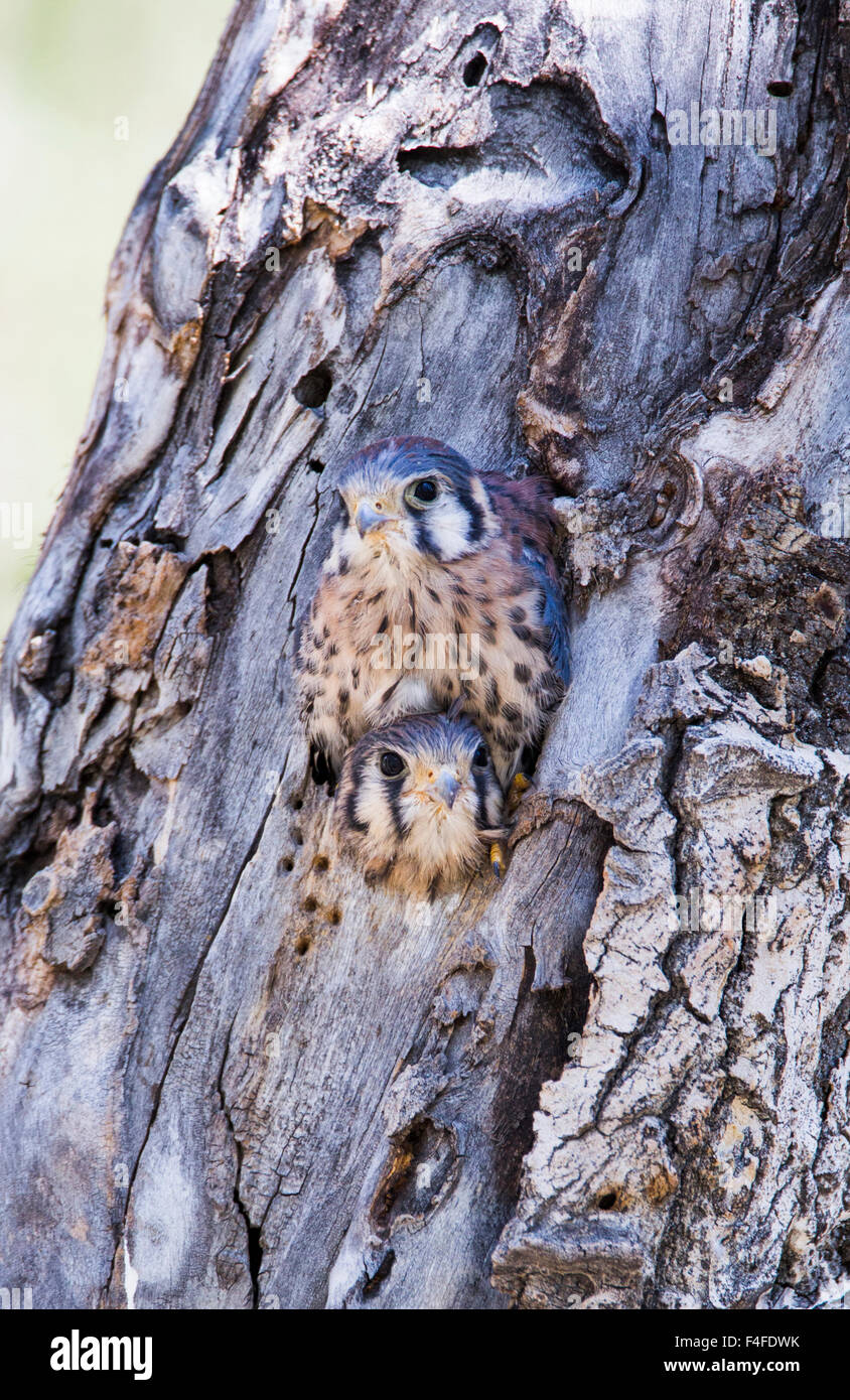 American kestrel nest hi-res stock photography and images - Alamy