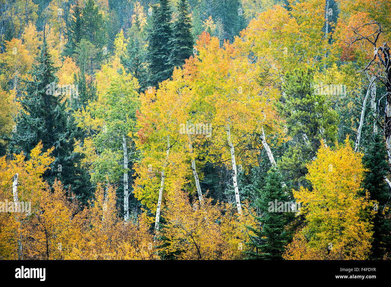 Fall snowstorm, aspen and Evergreen trees, Grand Teton national Park ...