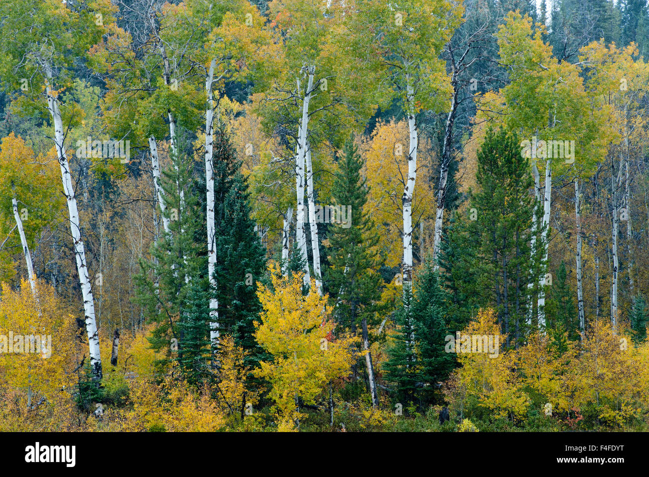 Fall snowstorm, aspen and Evergreen trees, Grand Teton national Park ...