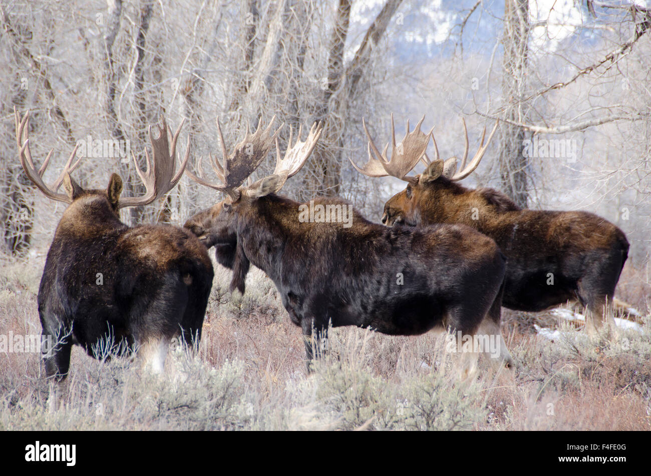 Bull Moose (Alces alces) in field with Cottonwood Trees, Grand Teton ...