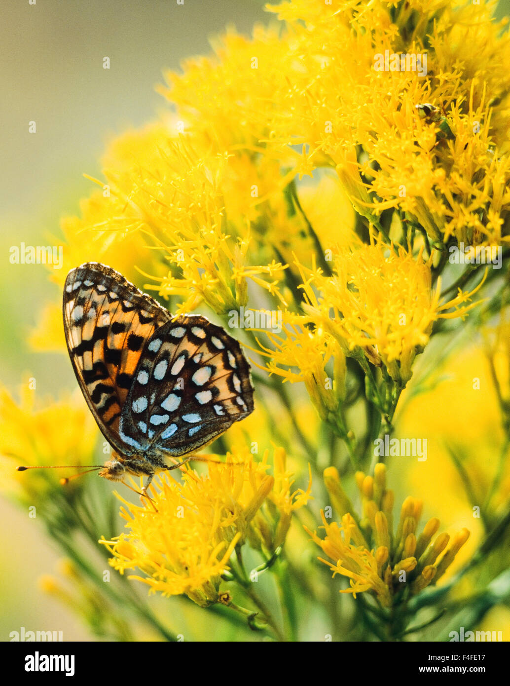 Coronis Fritillary (Speyeria coronis), nectaring on Rabbitbrush, WY ...