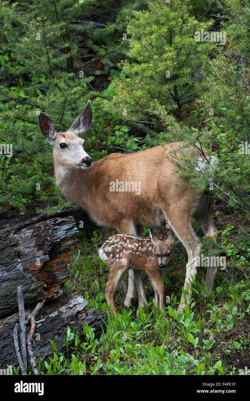 Mule Deer Doe with New Born Fawn Stock Photo - Alamy