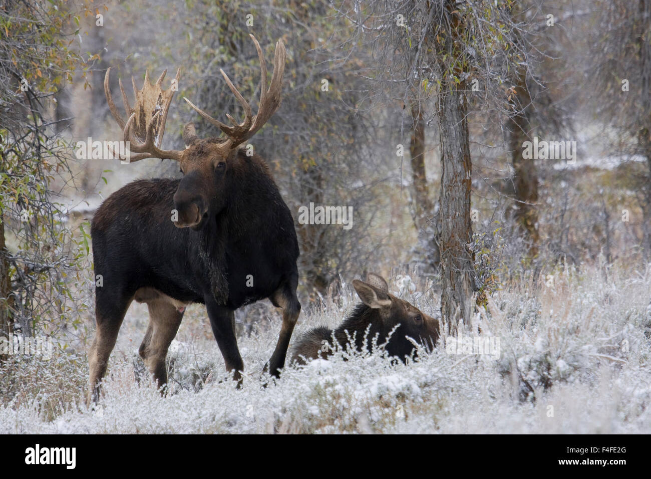 Courting moose hi-res stock photography and images - Alamy