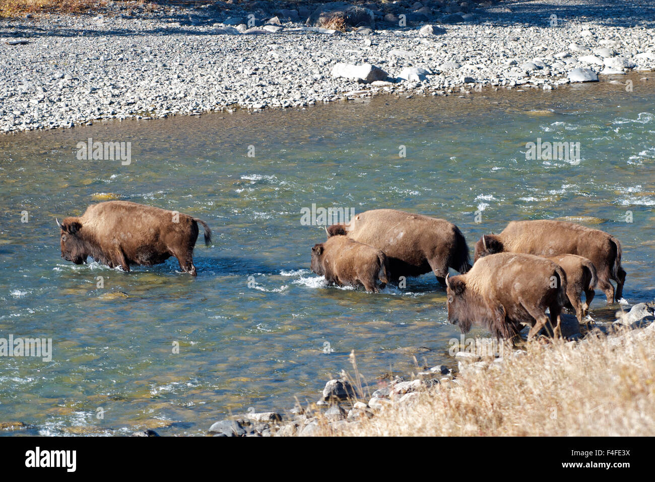 American bison (bison bison) ford the Lamar River in Yellowstone ...