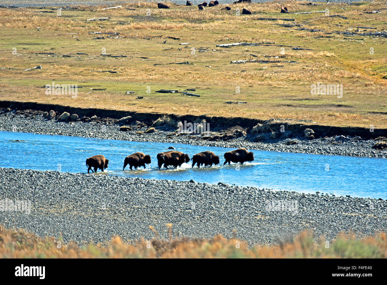 A band of bison ford the Lamar River in Yellowstone National Park ...