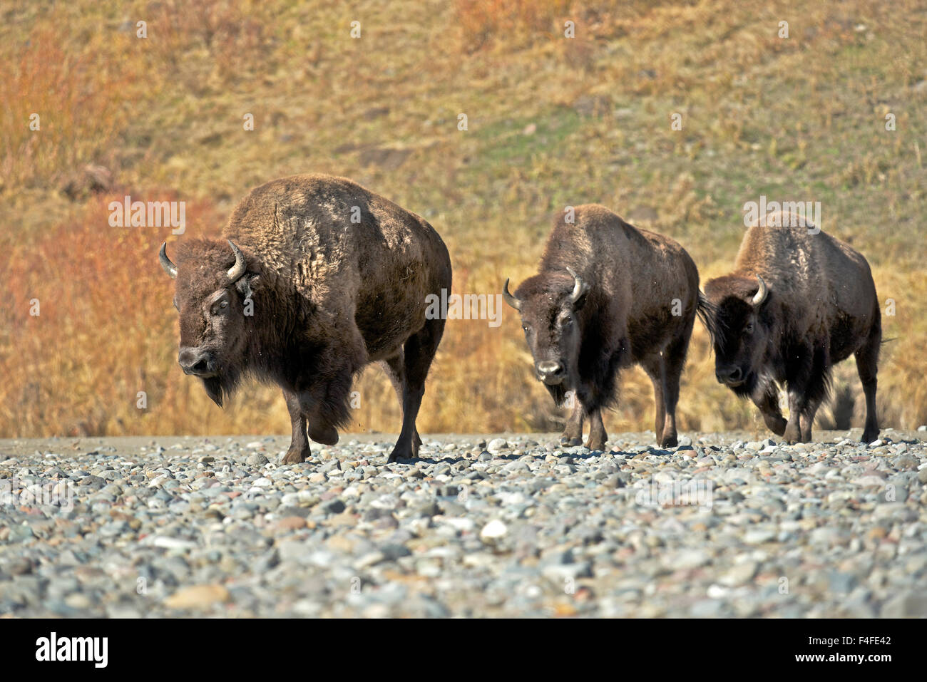 Large river bed hi-res stock photography and images - Alamy