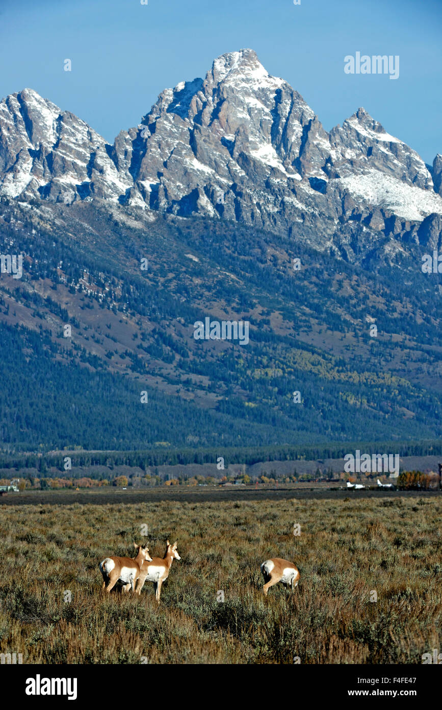 Pronghorn/Antelope in Teton National Park Pronghorns graze in the ...
