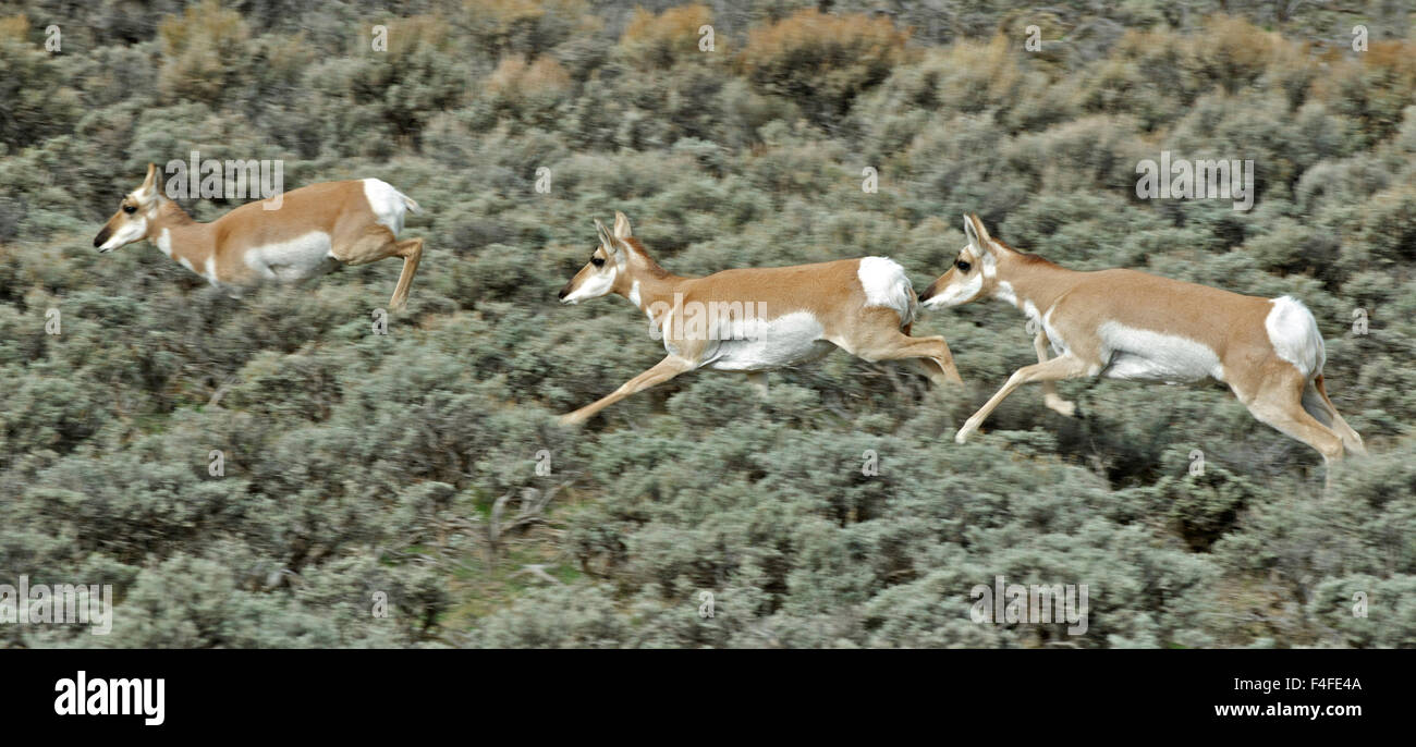 Pronghorn does migrating through a sagebrush habitat near Pinedale ...