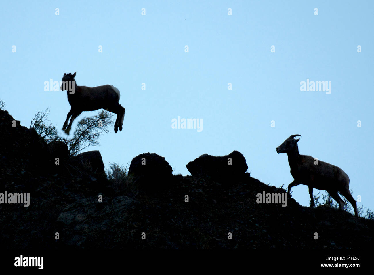 A bighorn sheep lamb leaps from rock to rock while the ewe mother ...