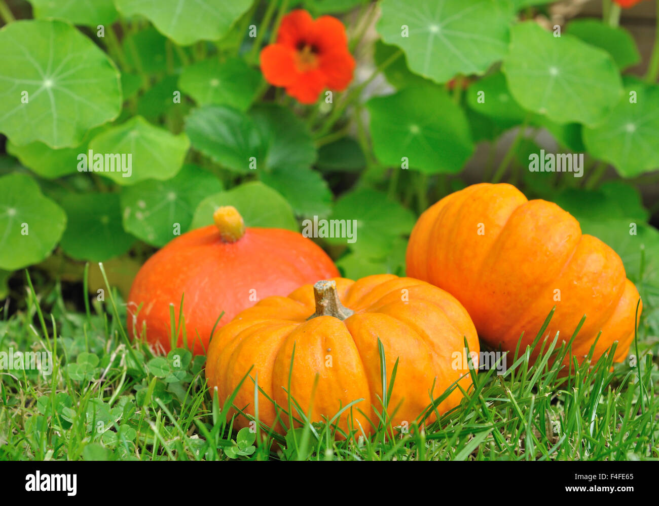 Small decorative pumpkins hi-res stock photography and images - Alamy