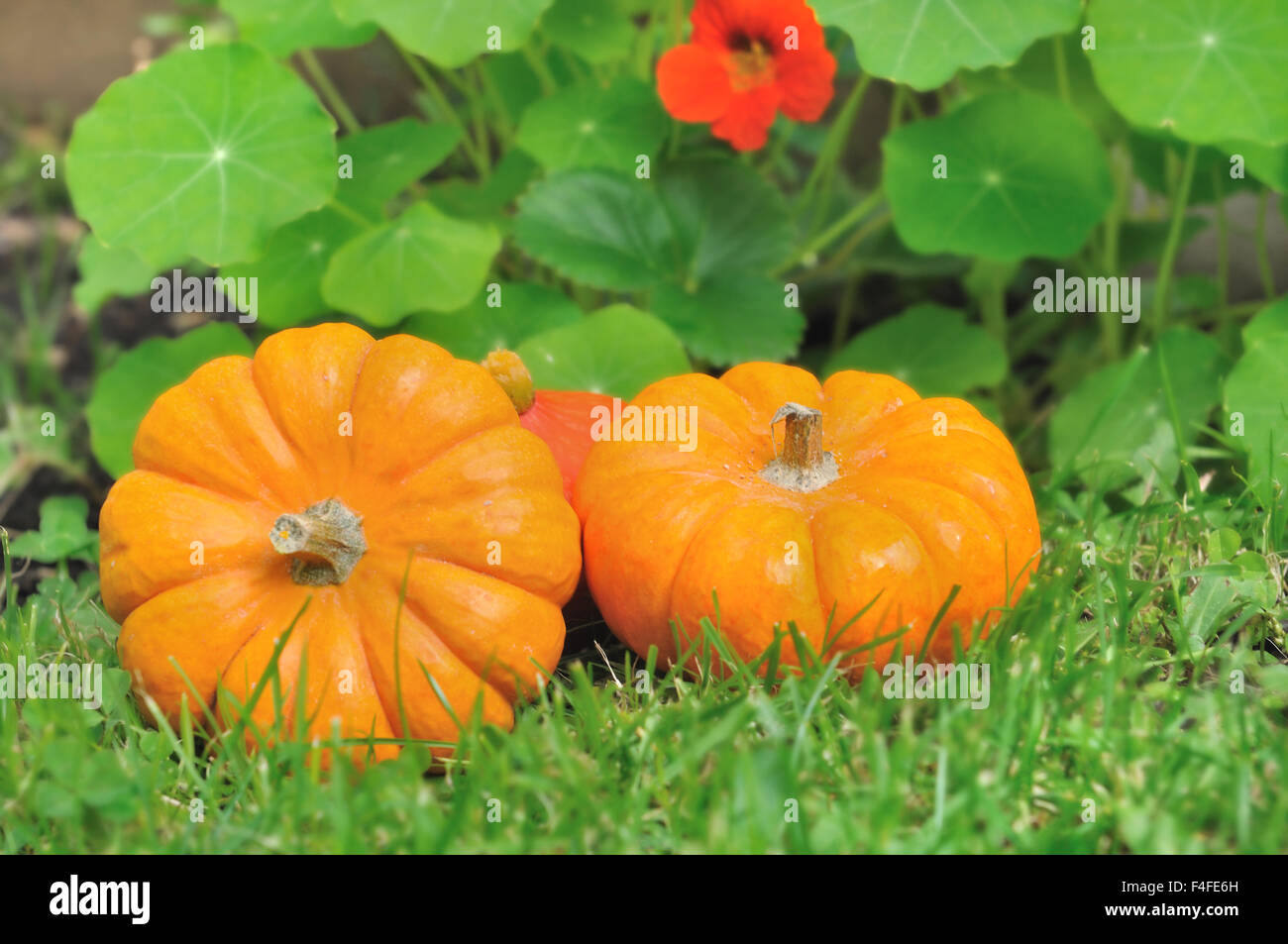 pretty small pumpkins in the grass Stock Photo - Alamy