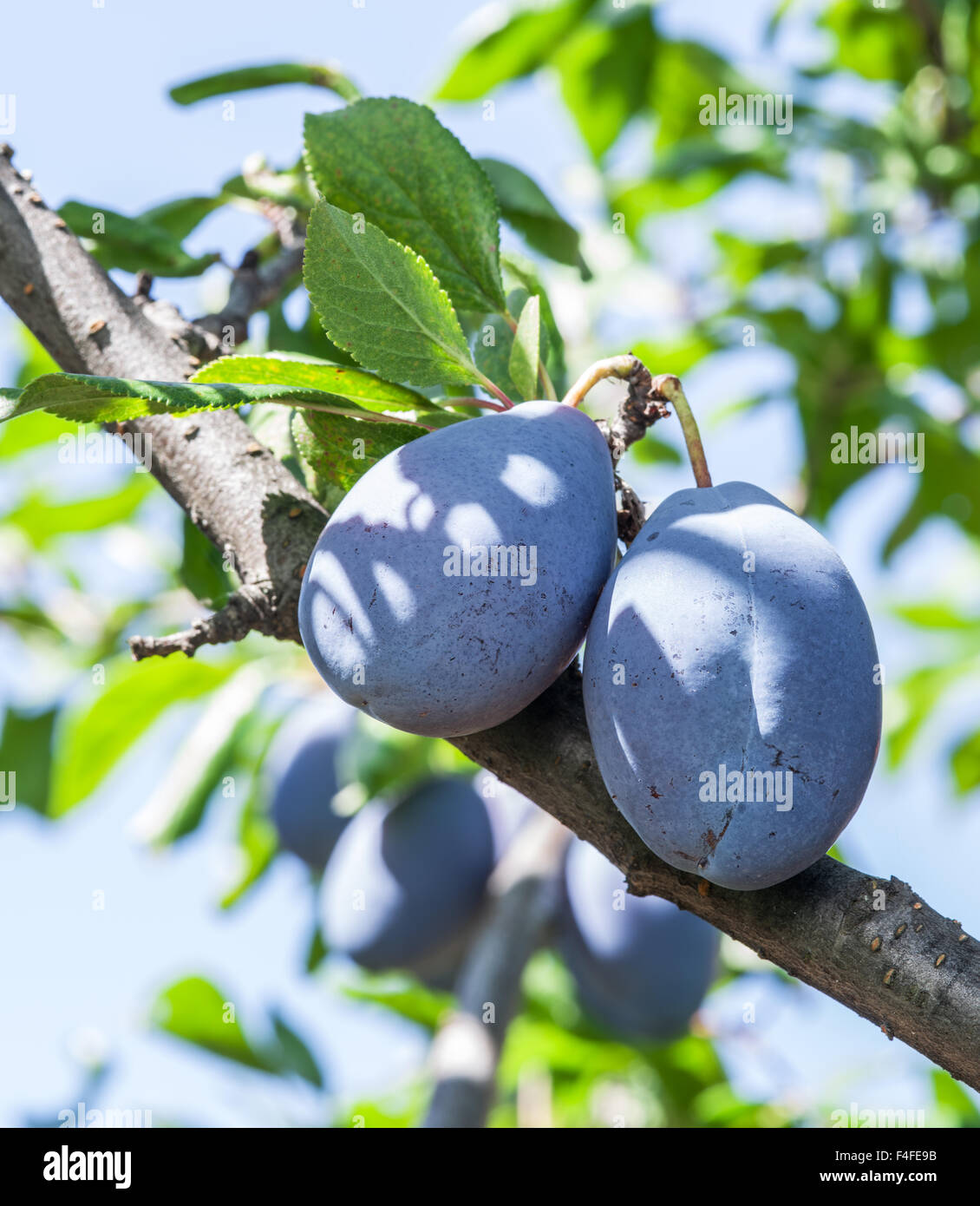 Blue sky nature hi-res stock photography and images - Alamy