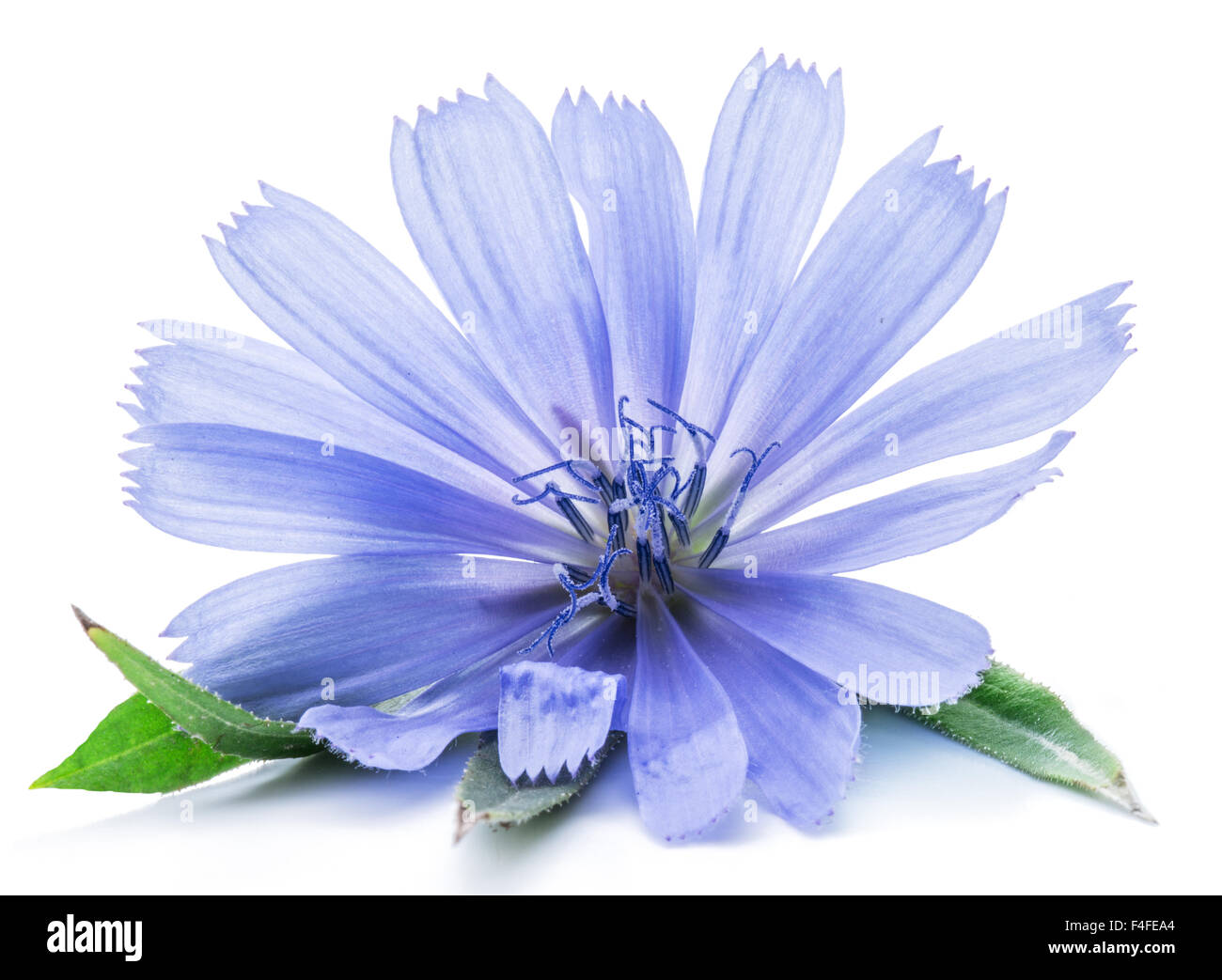 Cichorium intybus - common chicory flowers isolated on the white ...