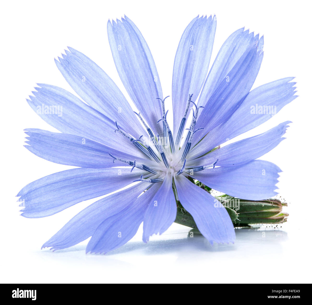 Cichorium intybus - common chicory flowers isolated on the white ...