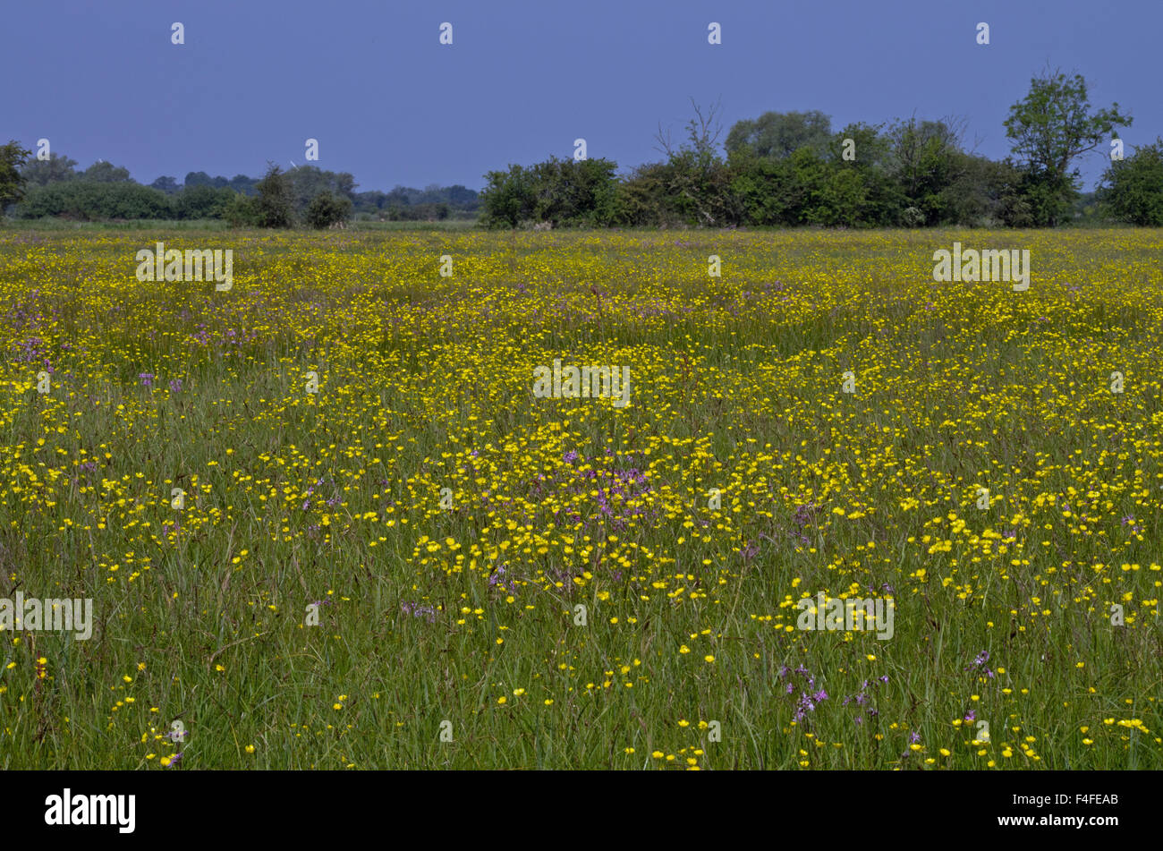 Wild flower meadow Stock Photo - Alamy