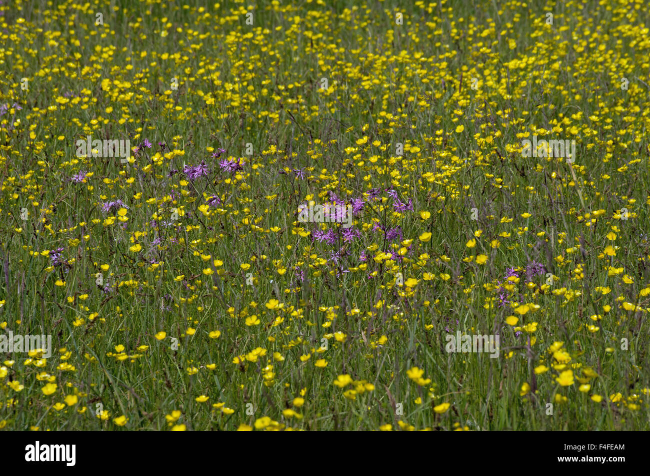 Wild flower meadow Stock Photo - Alamy