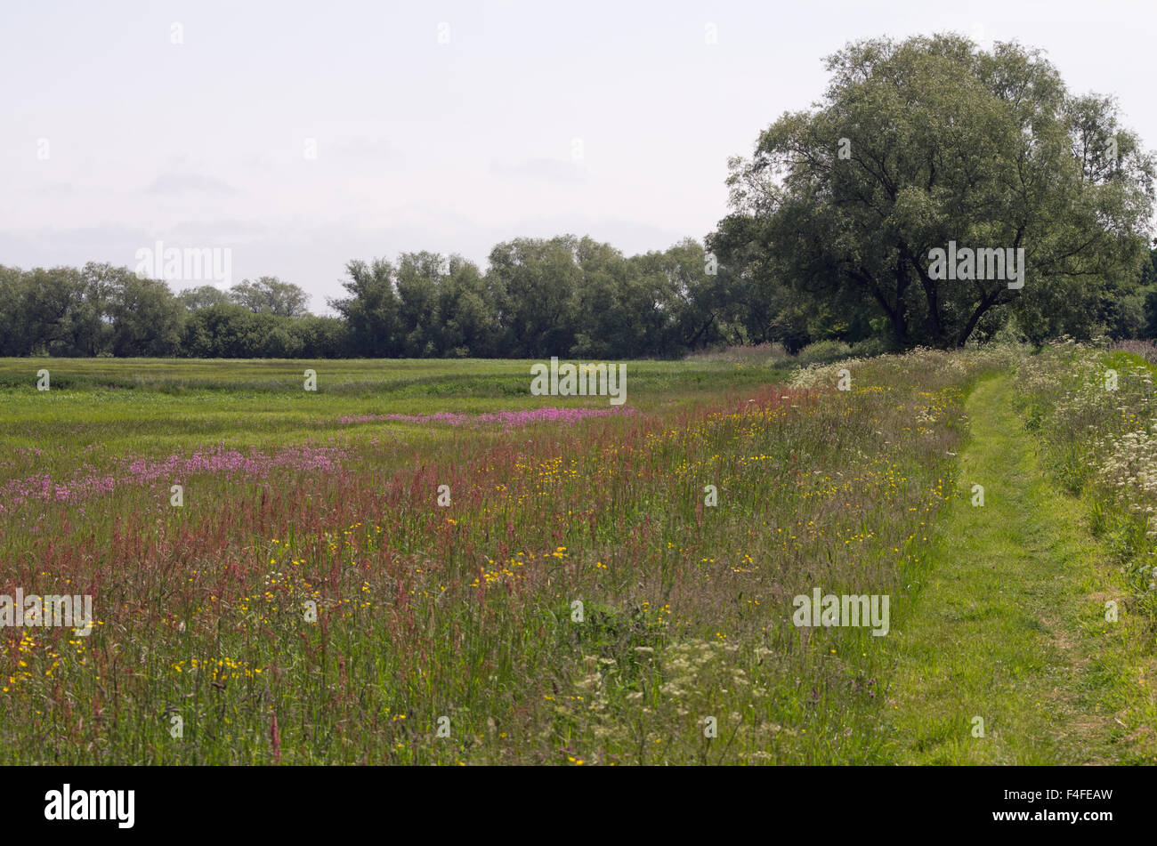 Flower meadow by the water hi-res stock photography and images - Alamy