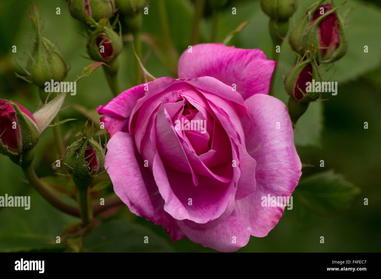 Bourbon rose hi-res stock photography and images - Alamy