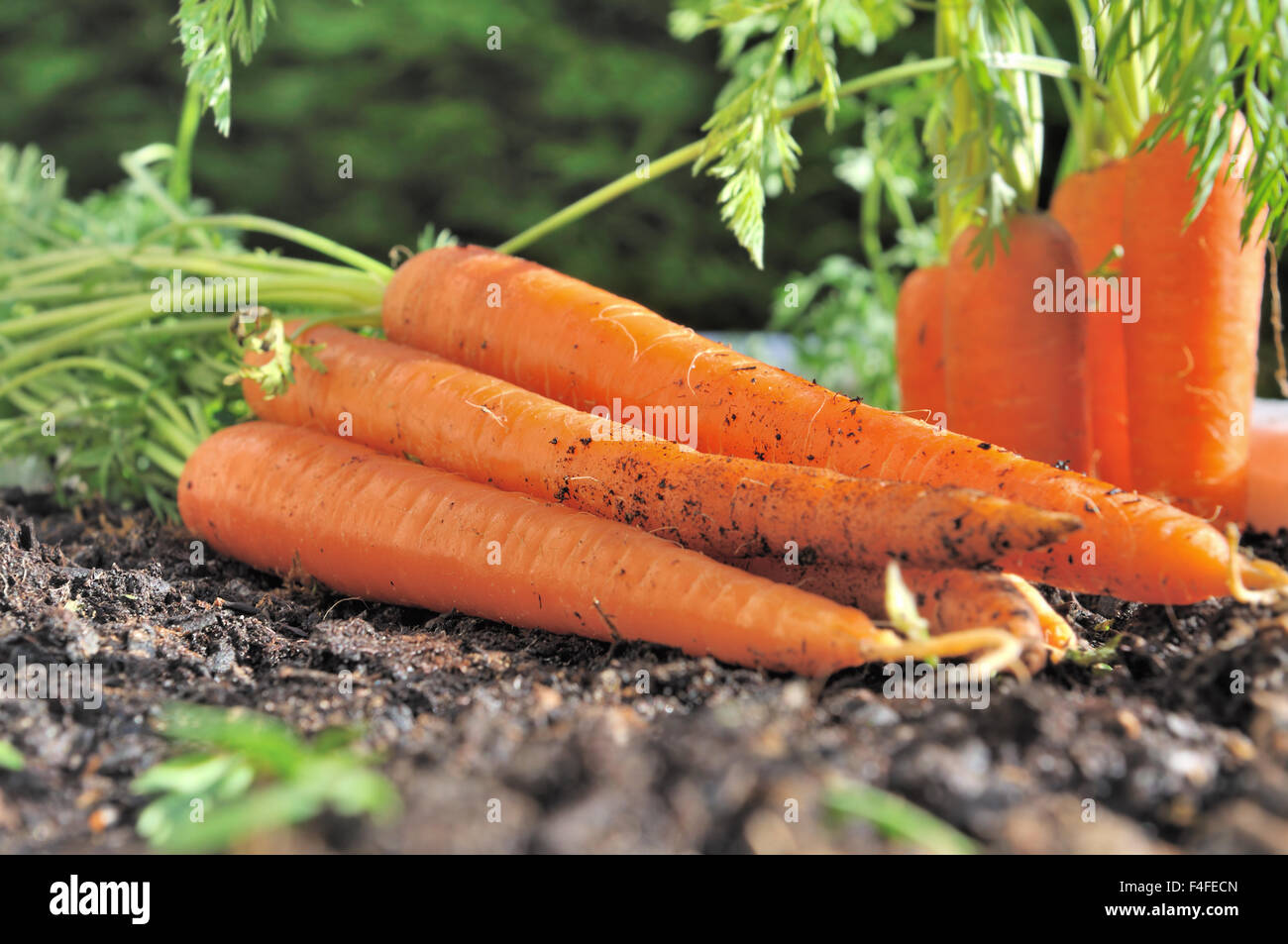 freshly picked carrots in the garden soil Stock Photo - Alamy