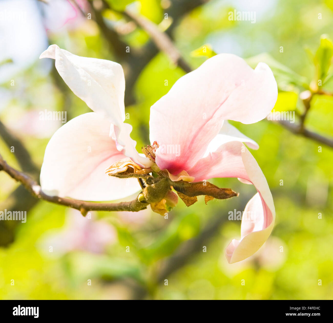 Big flower of magnolia pink colour Stock Photo - Alamy