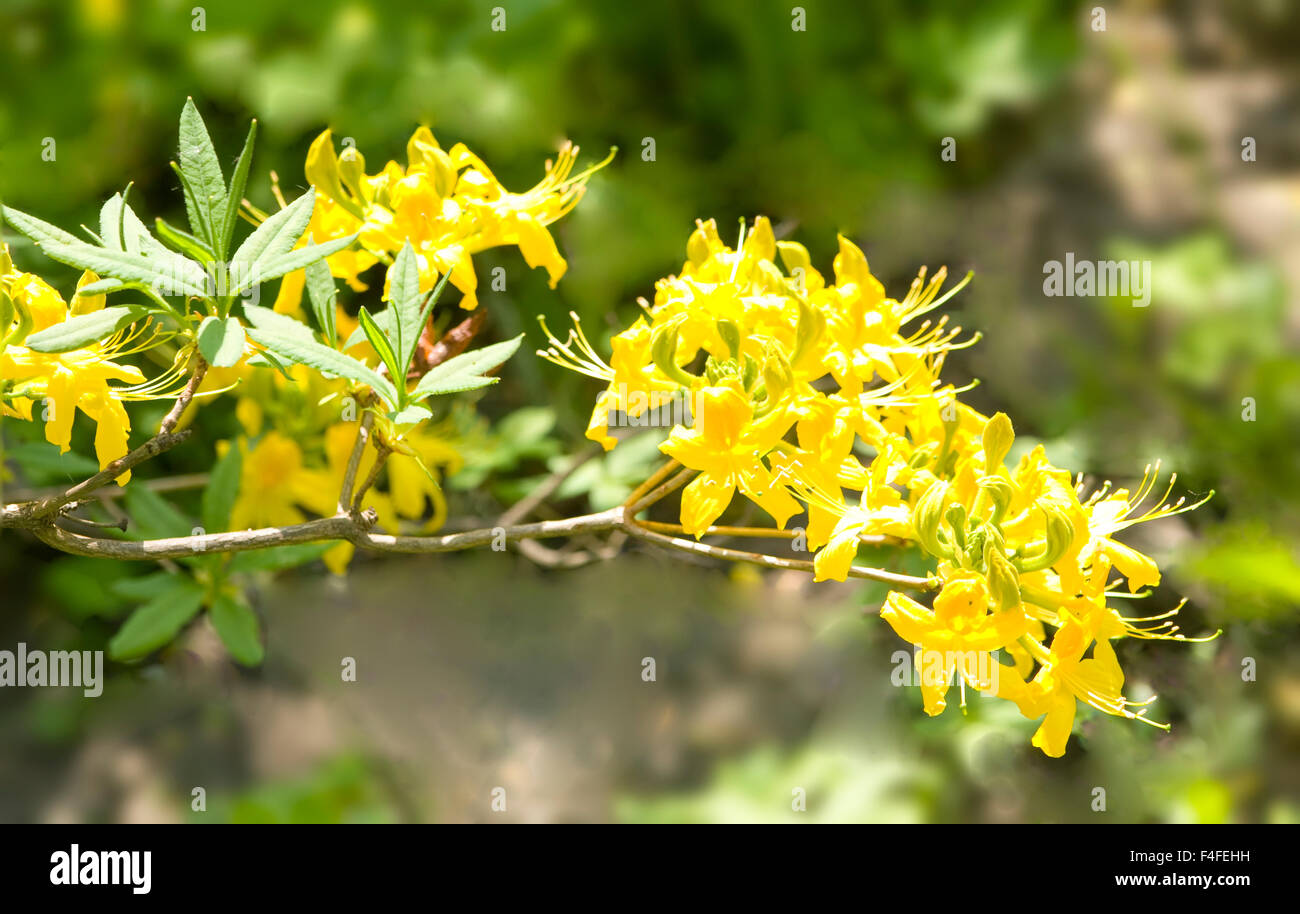 Branch of rhododendron with yellow flowers on natural green background ...