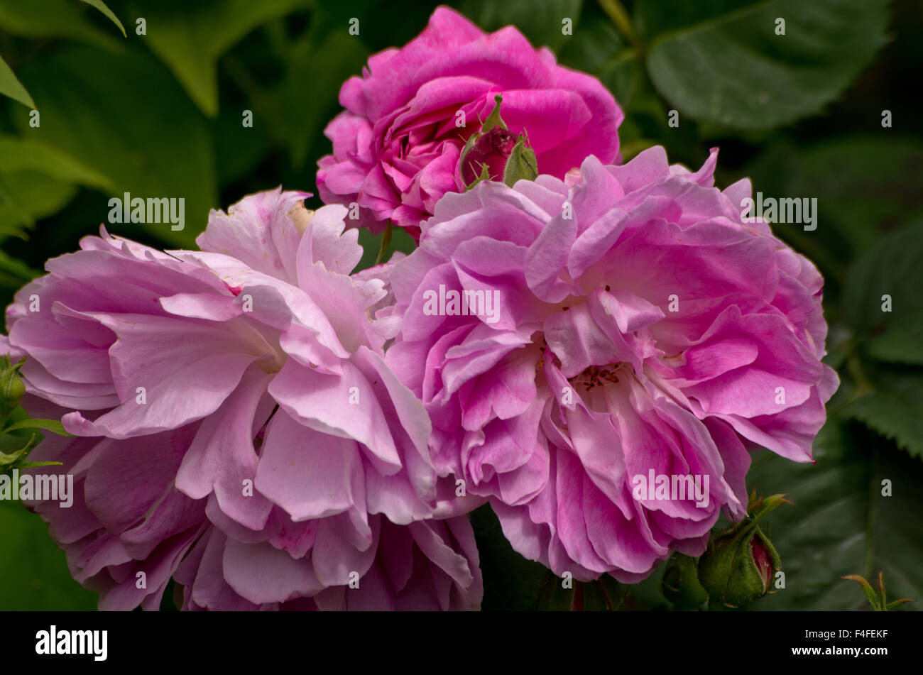 Rose Bourbon Queen Stock Photo - Alamy
