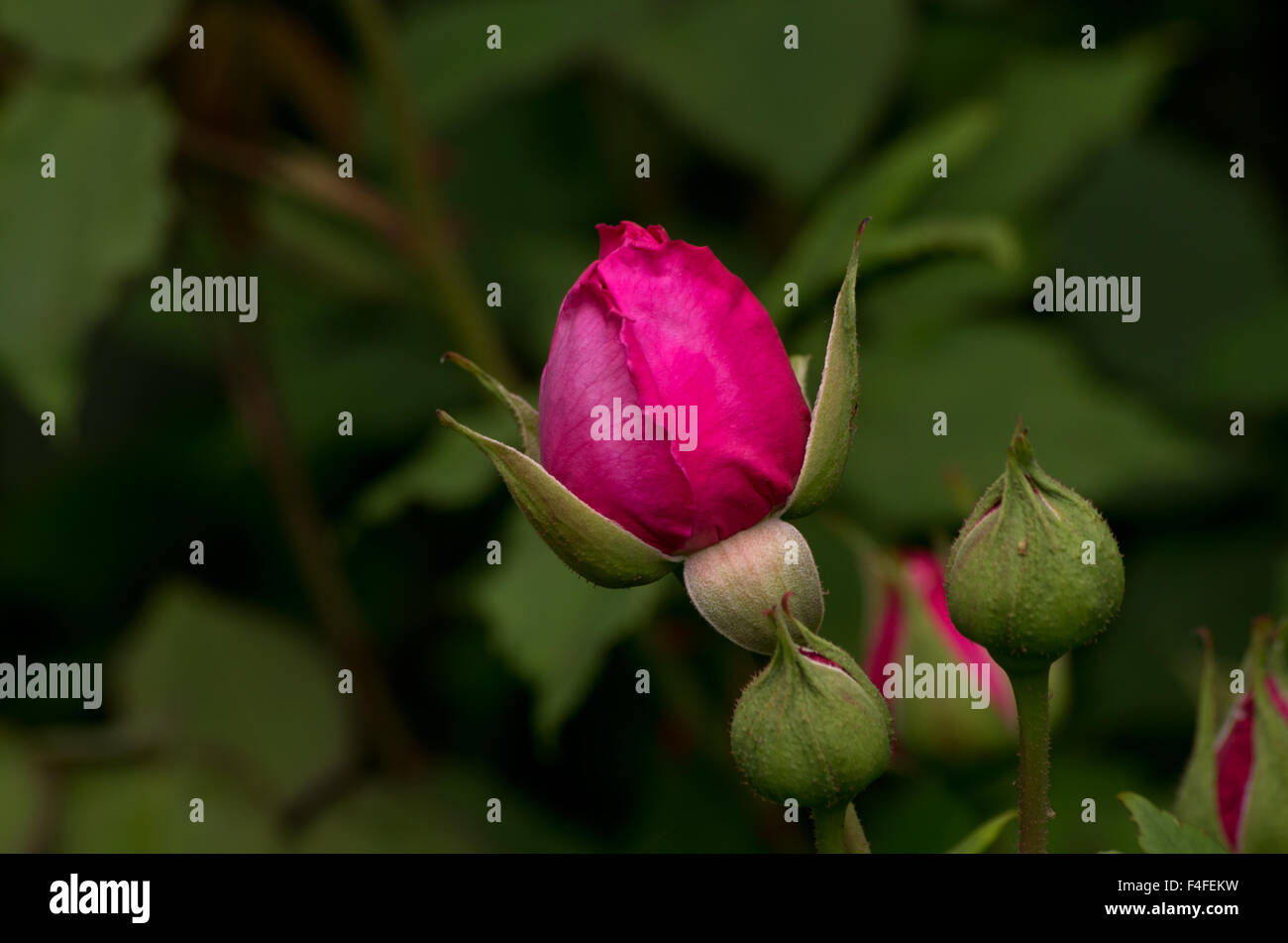 Rosa Madame Isaac Pereire Stock Photo - Alamy