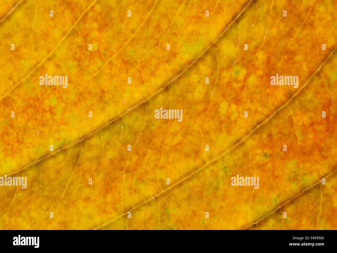 Dry leaf texture with macro shot Stock Photo - Alamy