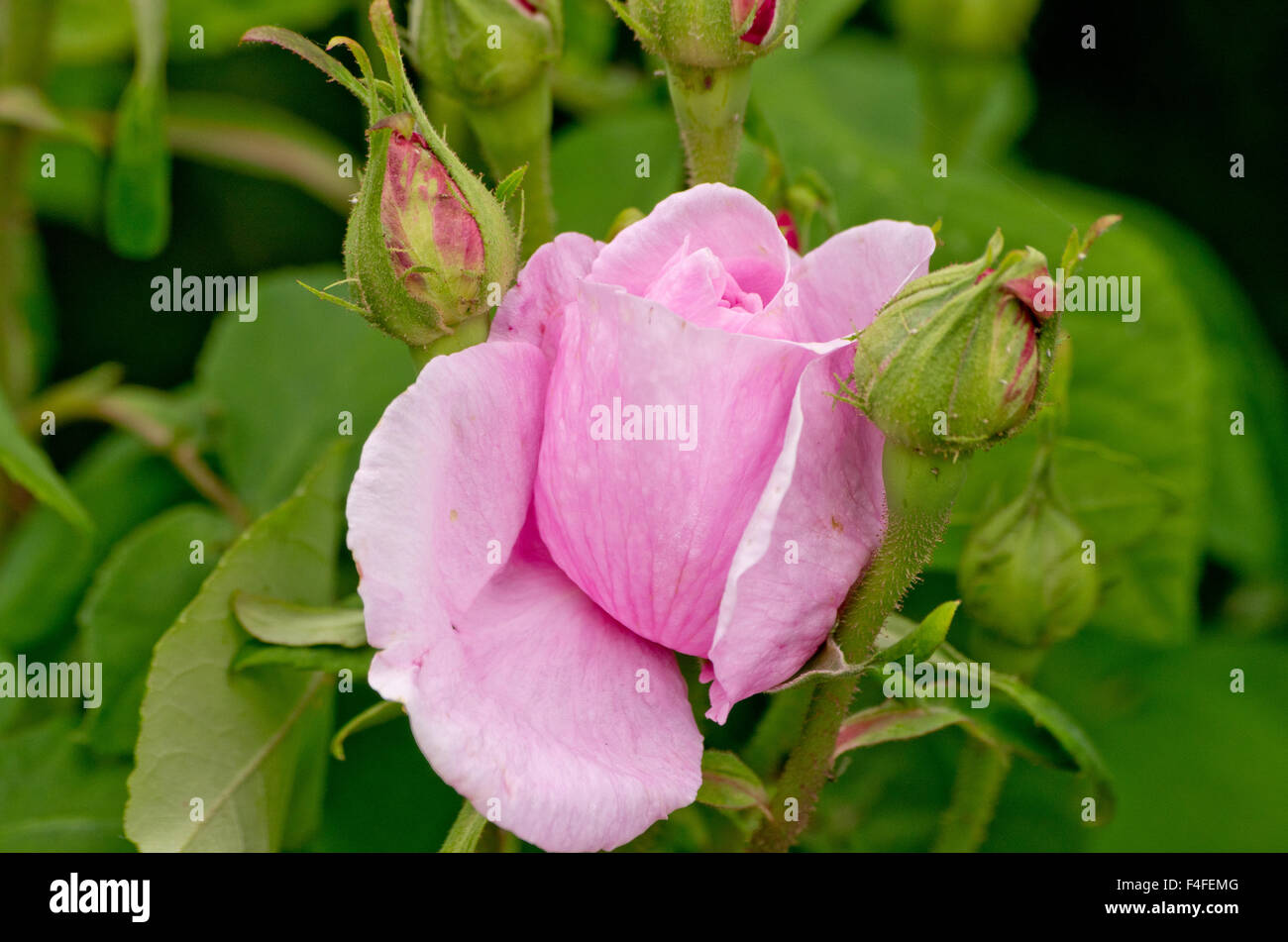 Rose Chapeau de Napoleon Stock Photo - Alamy
