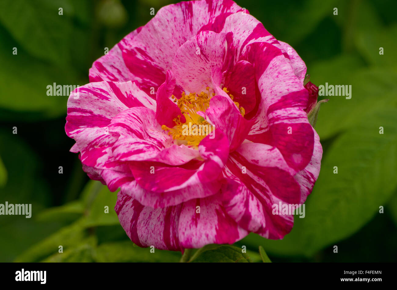 Rosa mundi rose hi-res stock photography and images - Alamy