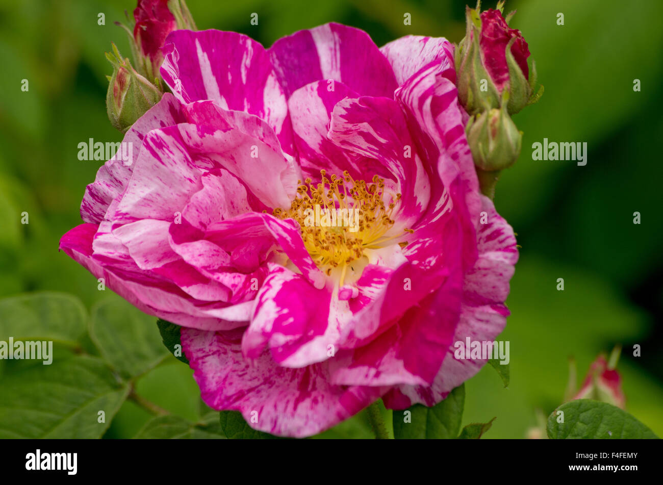 Rosa mundi hi-res stock photography and images - Alamy
