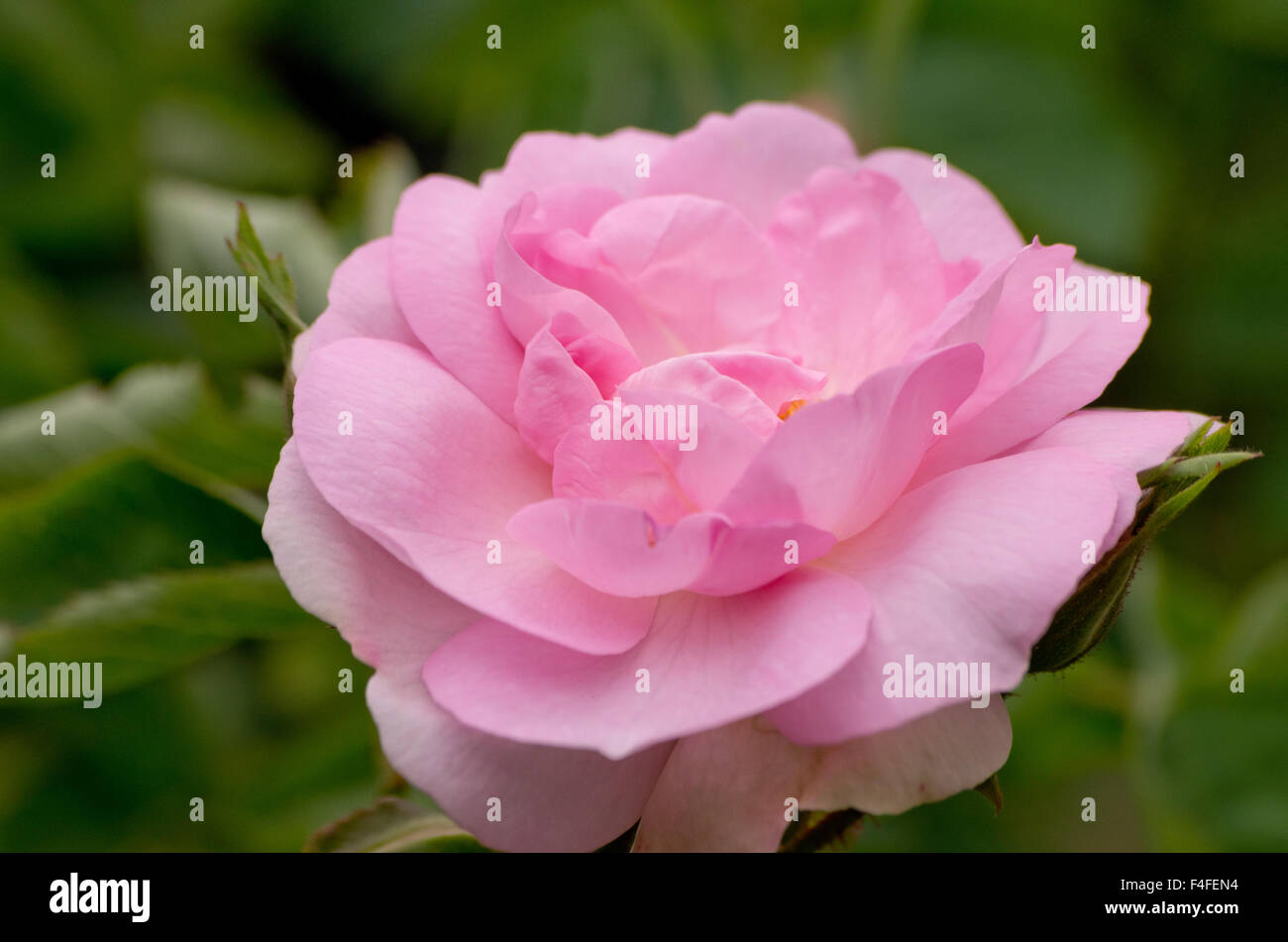 Rosa celeste hi-res stock photography and images - Alamy
