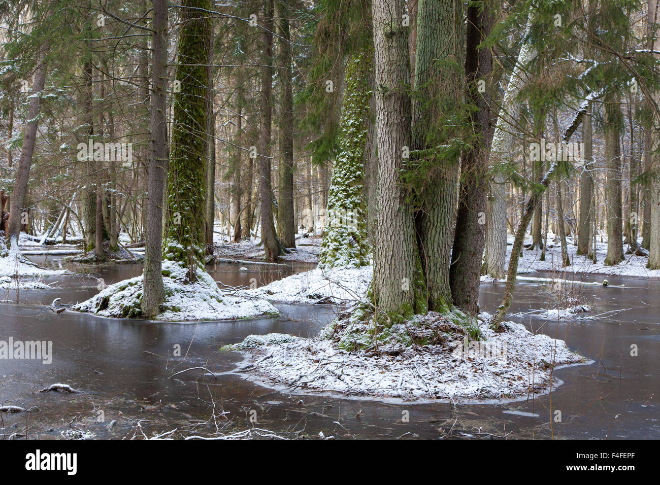 Winter landscape of first snow in old forest and frozen water with ...