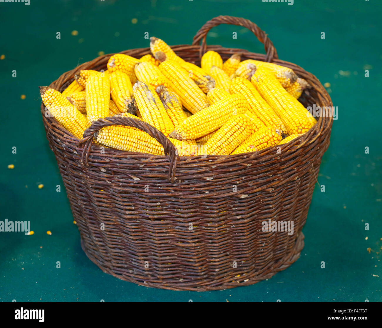 Freshly picked corn cobs on the farm Stock Photo - Alamy