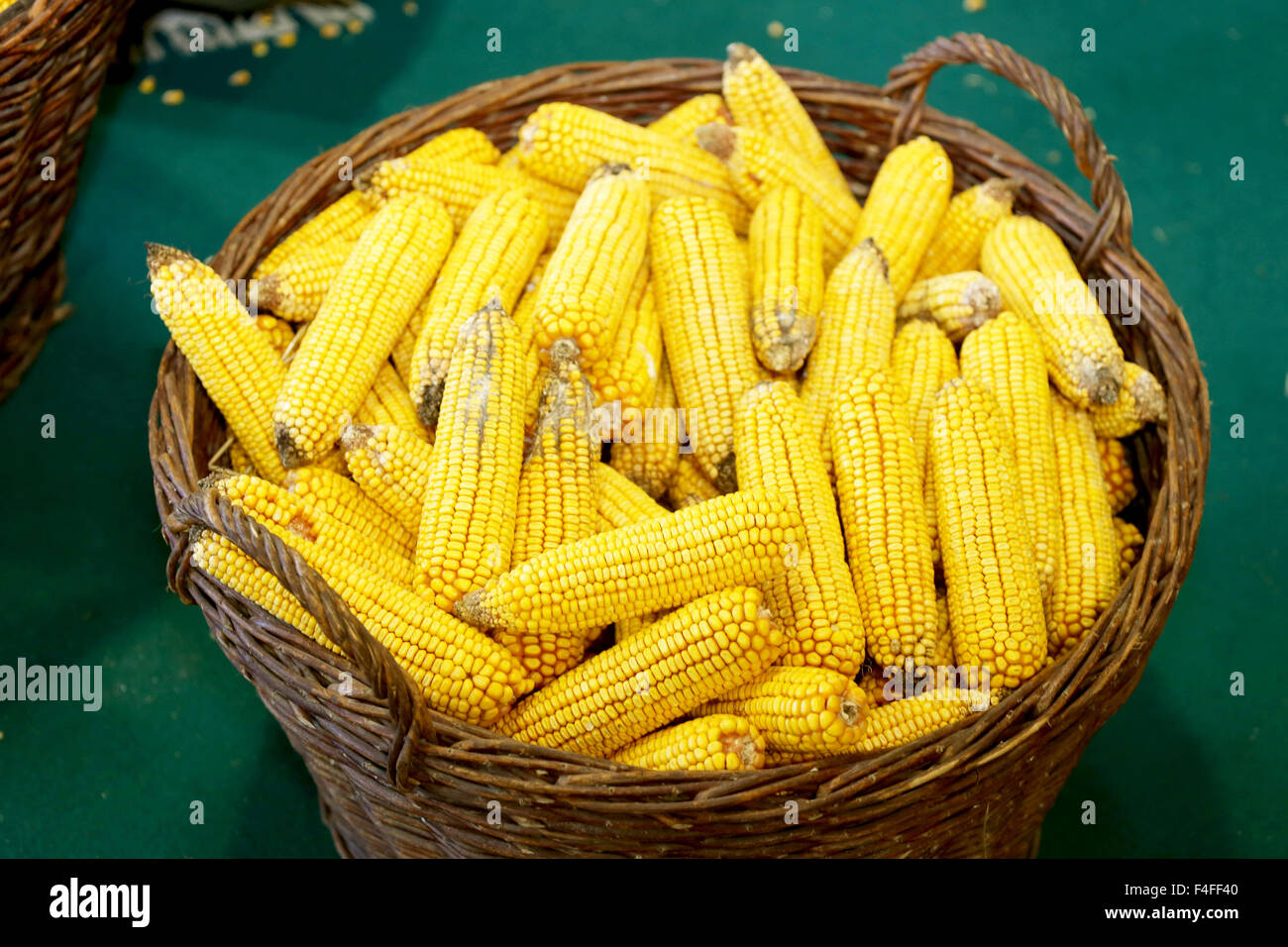 Freshly picked corn cobs on the farm Stock Photo - Alamy