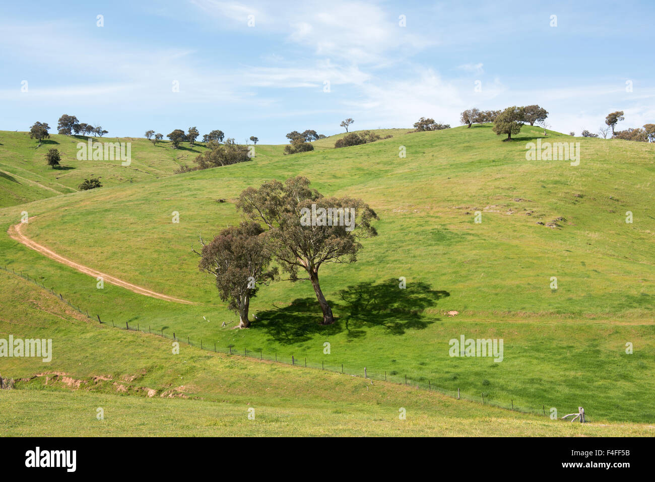 Green farmland crop field agriculture rural farming trees road hi-res ...