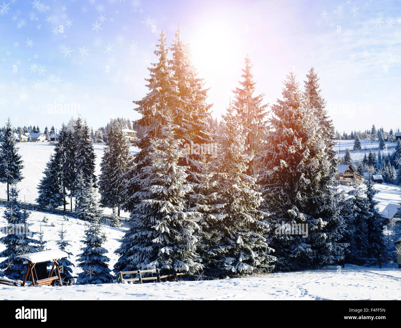Snowy fir trees Stock Photo - Alamy