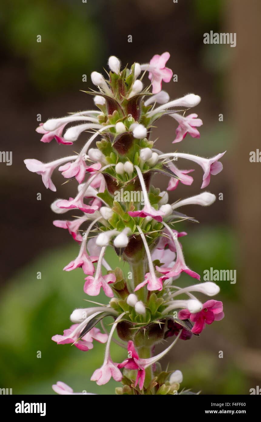 Long leaved plants hi-res stock photography and images - Alamy
