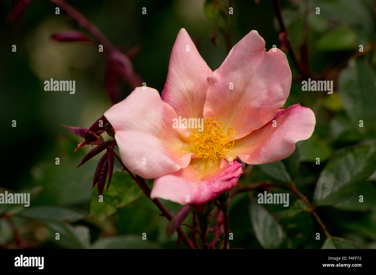 Mutabilis hi-res stock photography and images - Alamy
