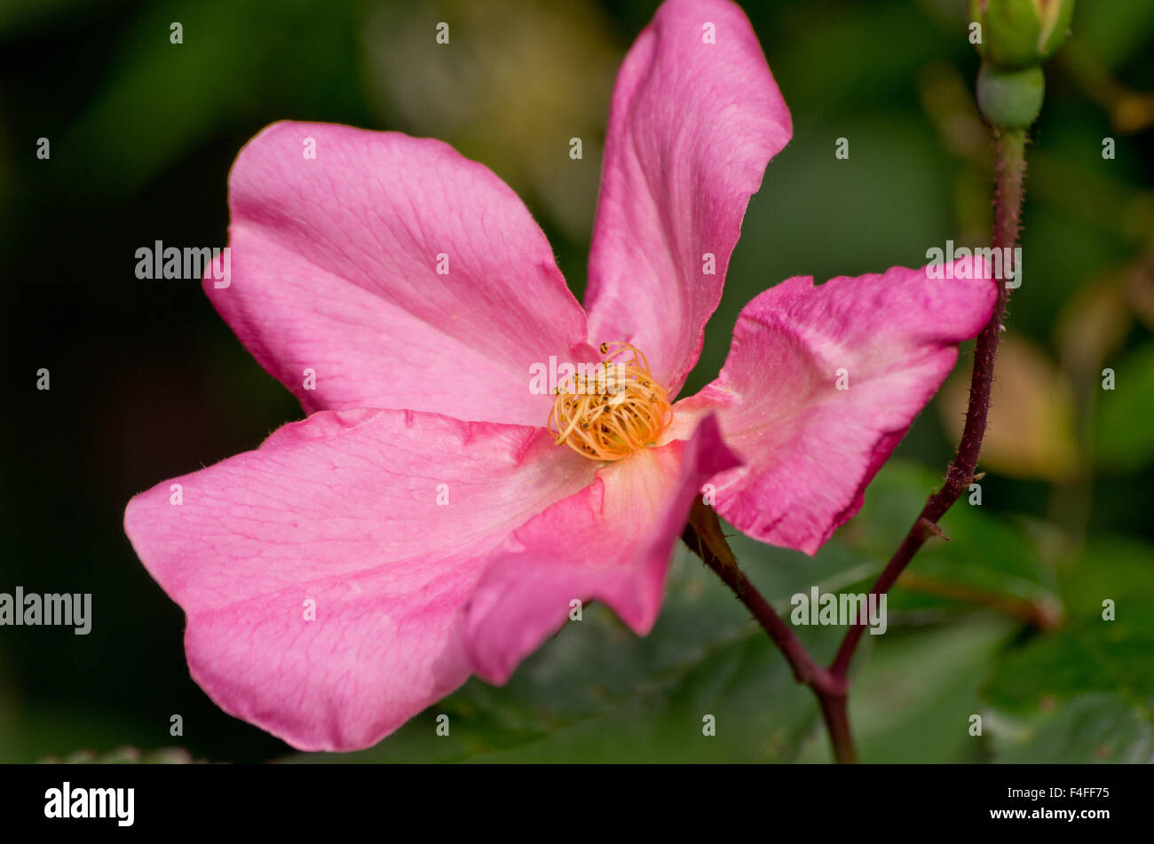 Mutabilis hi-res stock photography and images - Alamy