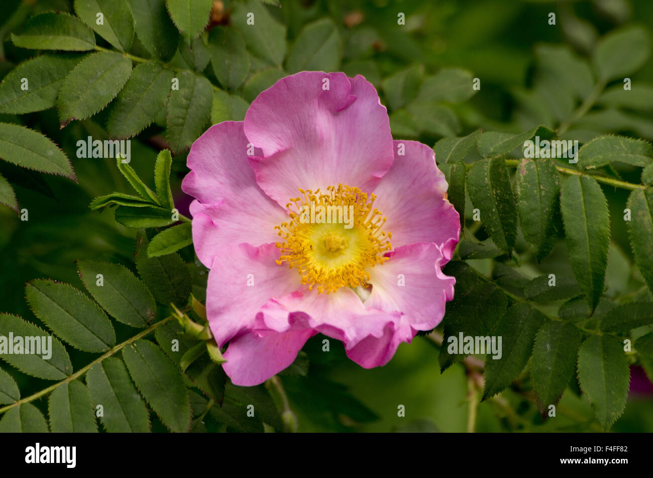 Rosa roxburghii hi-res stock photography and images - Alamy