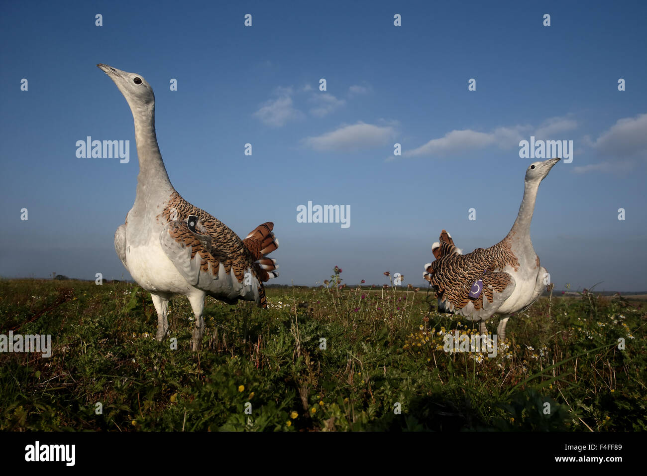 Great bustard, Otis tarda, two birds, Wiltshire, October 2015 Stock ...