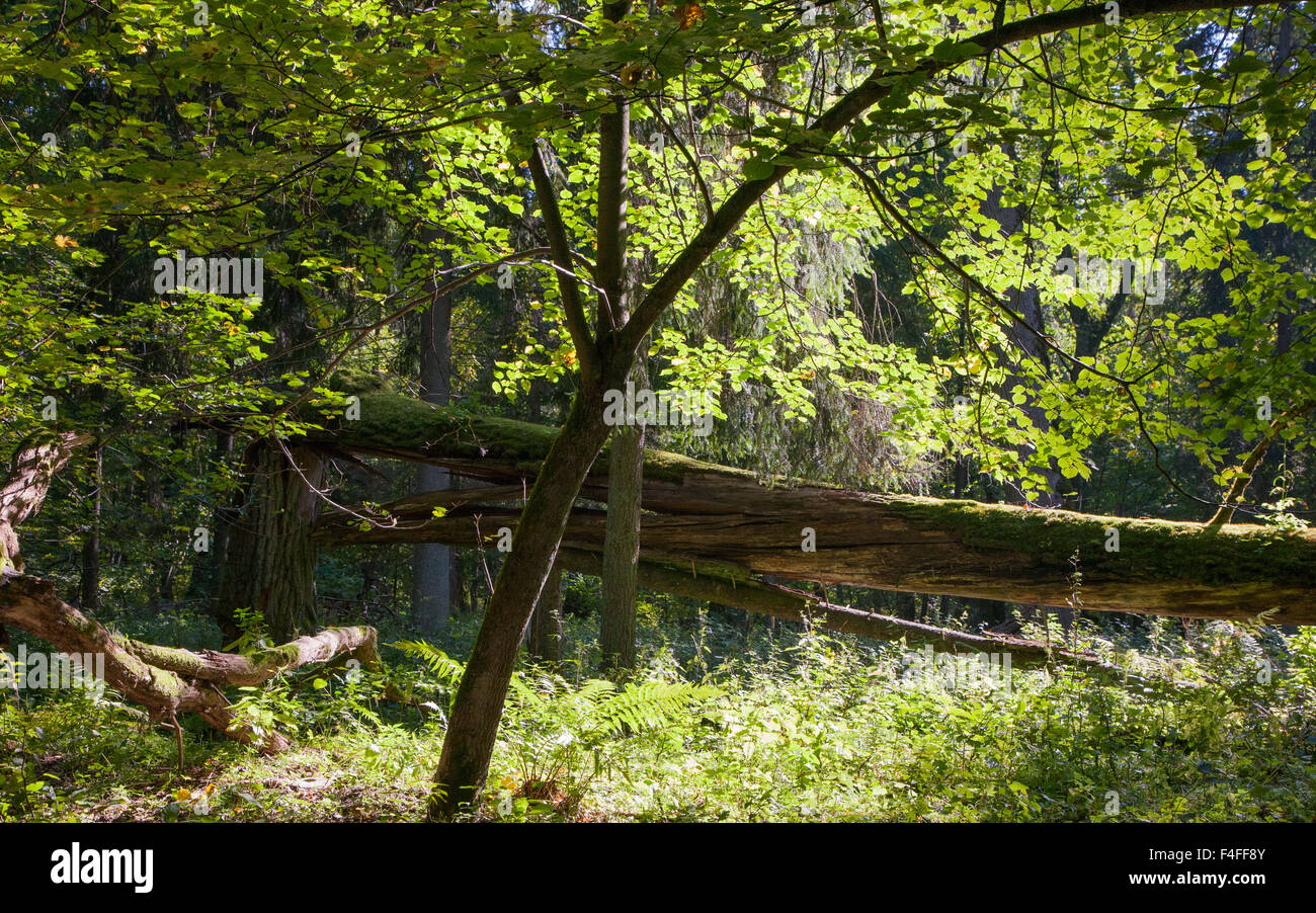 Young linden tree illuminated by sunset sunlight in fall,Bialowieza ...